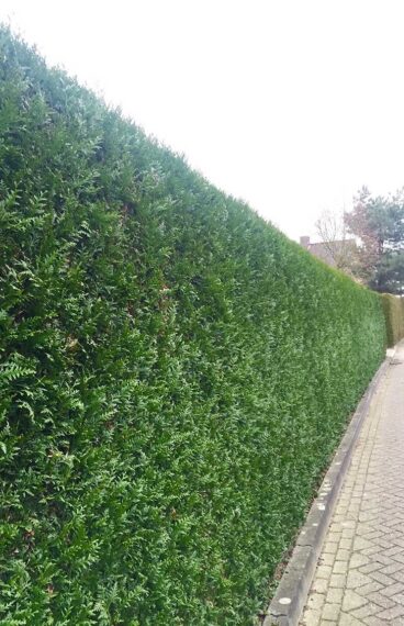 Veiledning til vedlikehold av tuja - Plantinavia Norge