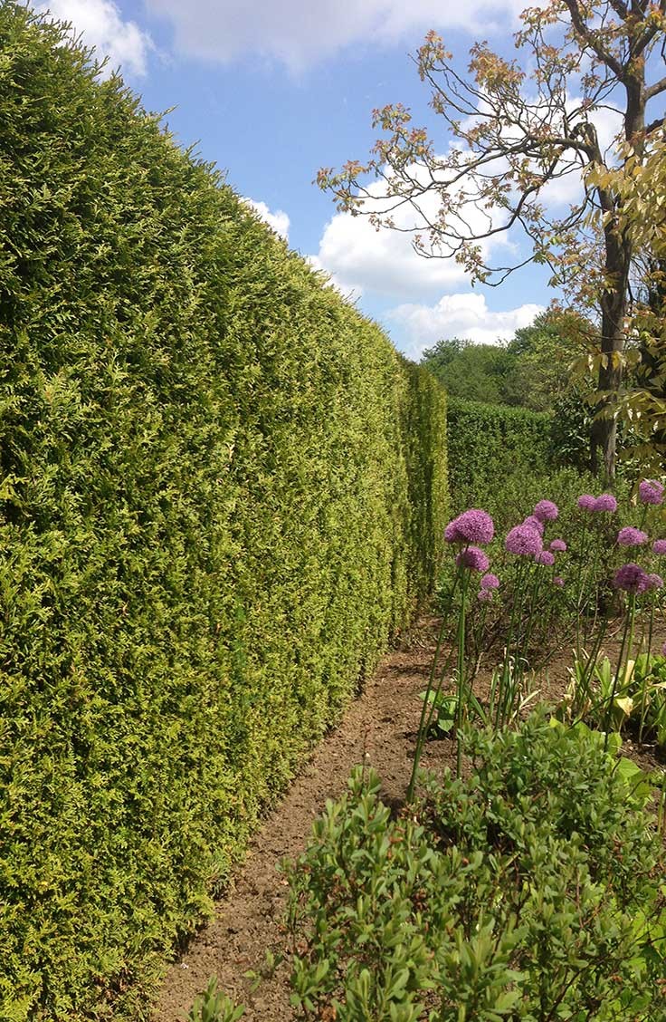 En omfattende guide til tujahekk