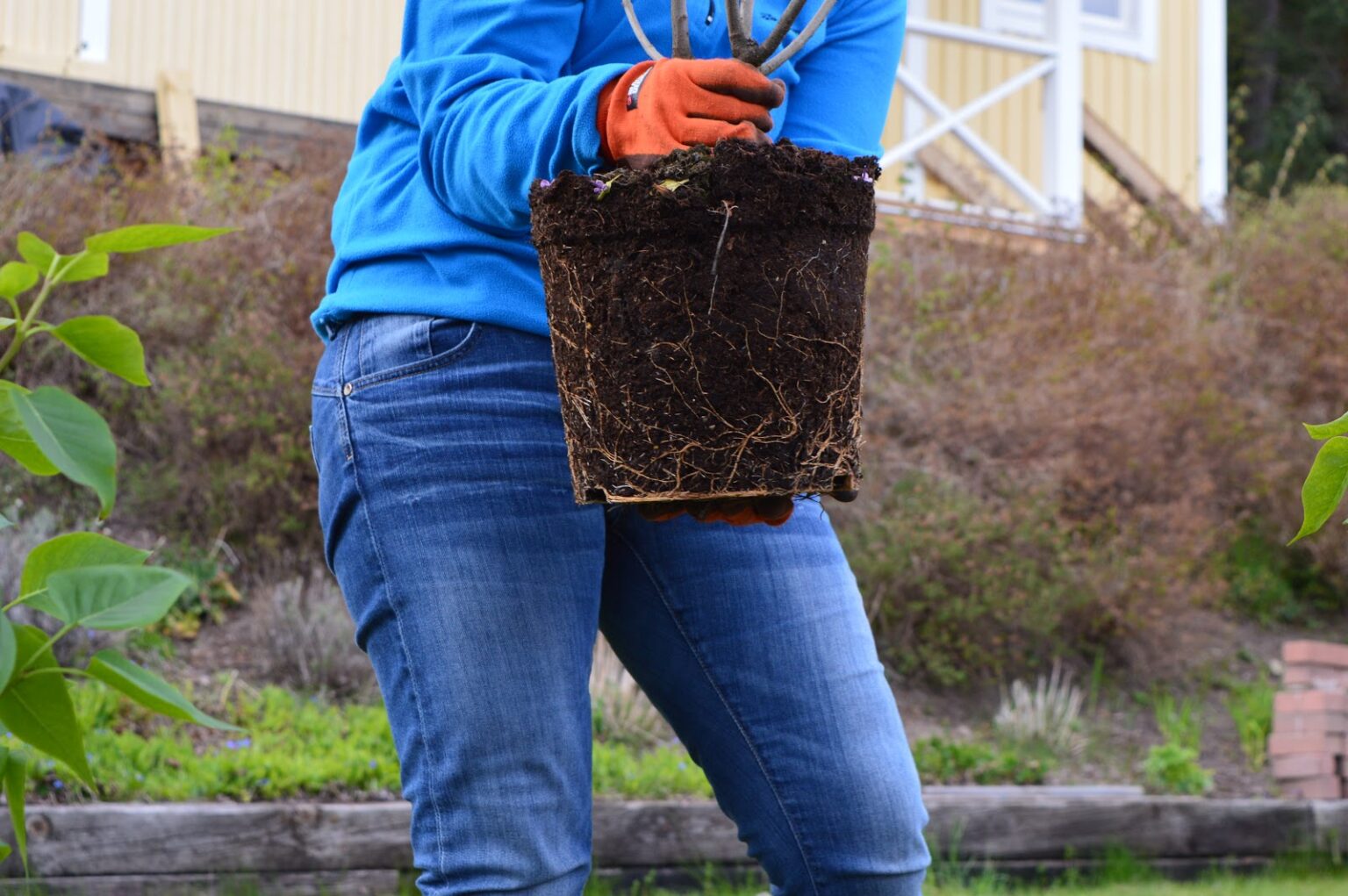 Guide: Slik planter du en syrinhekk