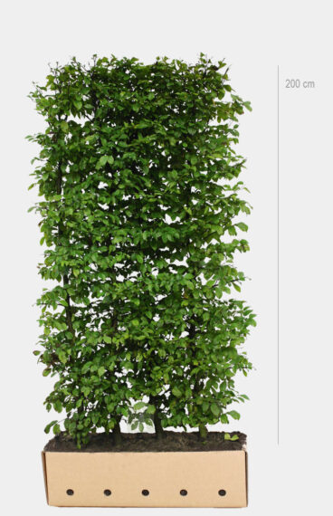 Slik planter du hekk uten problemer - Plantinavia