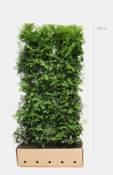 Veiledning til vedlikehold av tuja - Plantinavia Norge