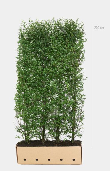 Bambushekk – Rasktvoksende privatliv for norske hager • Plantinavia Norge