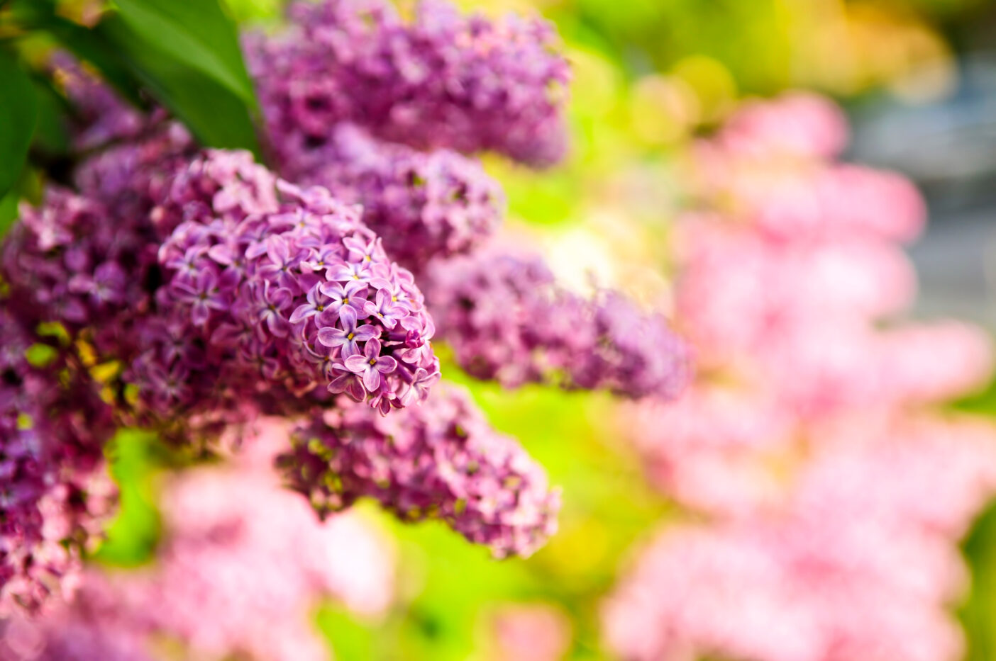 Guide: Slik planter du en syrinhekk