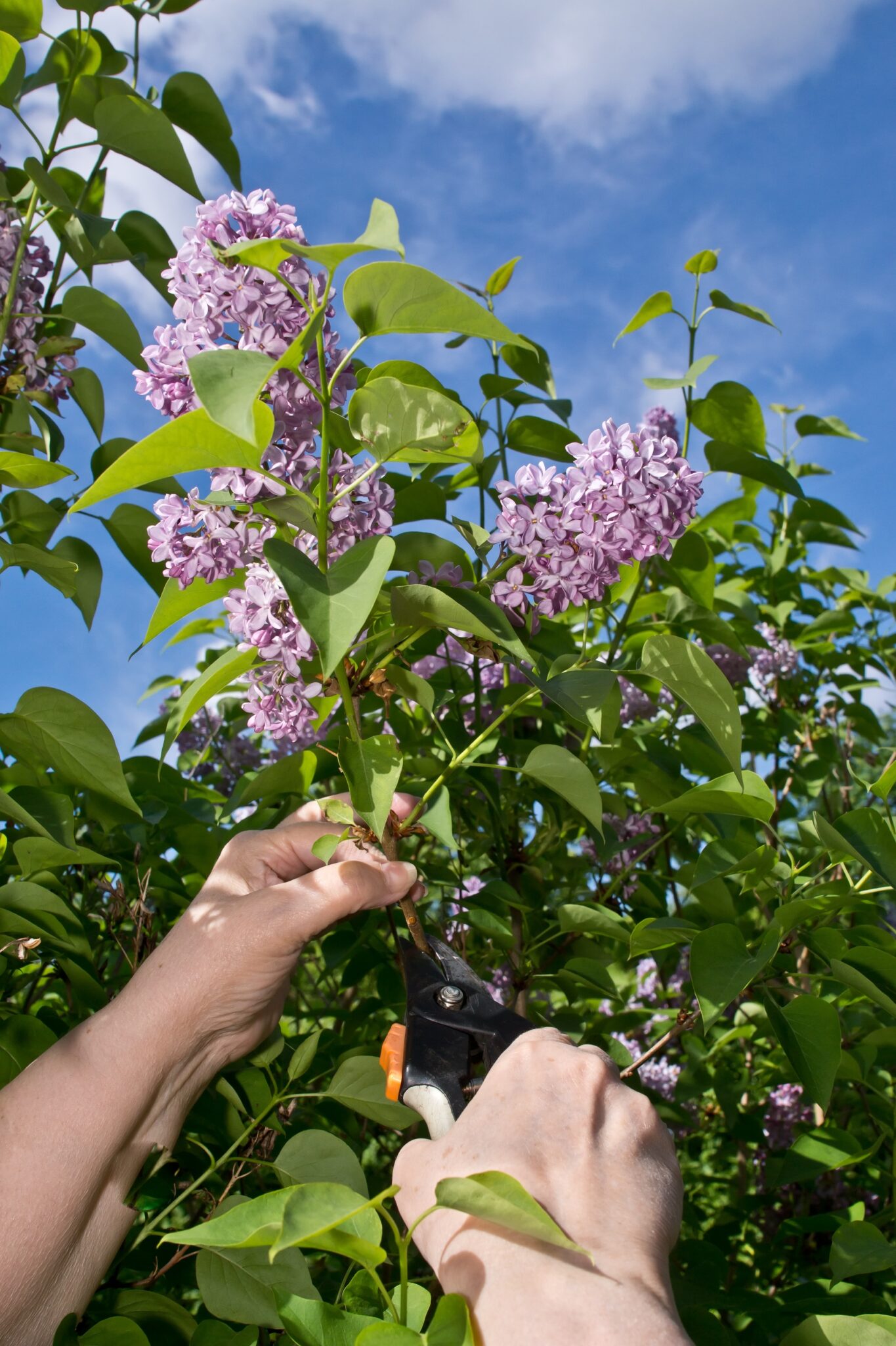 Guide: Slik planter du en syrinhekk