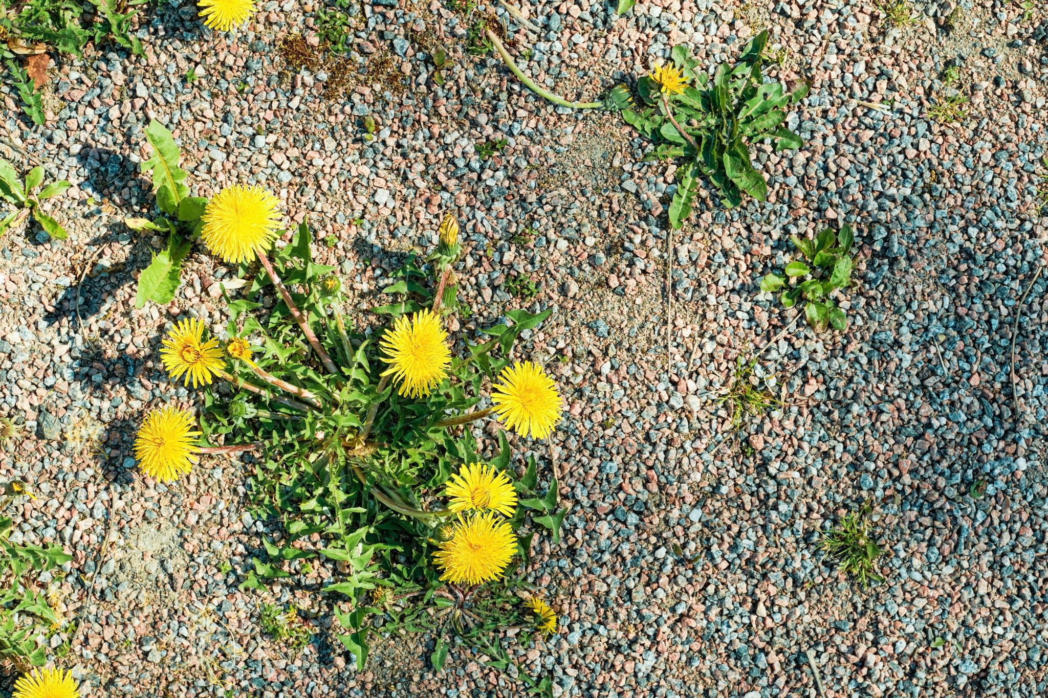 Fjerne ugress – Råd til effektiv luking – Plantinavia Norge