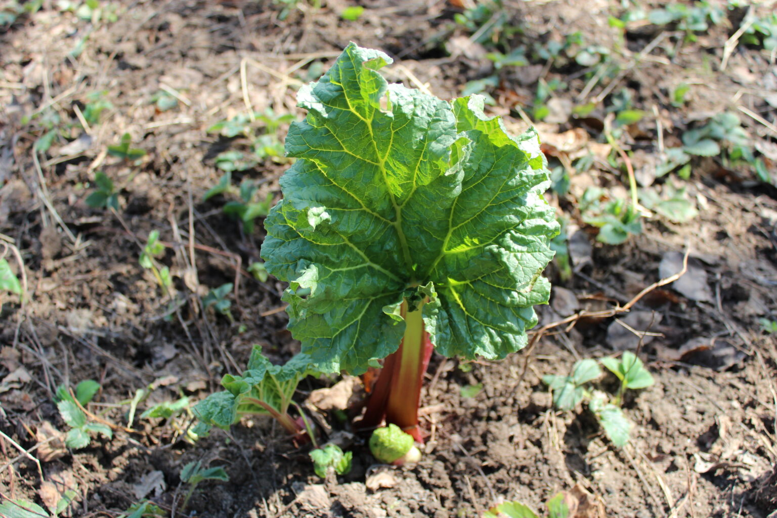 Spiselige planter i hagen – Slik lykkes du – Plantinavia Norge