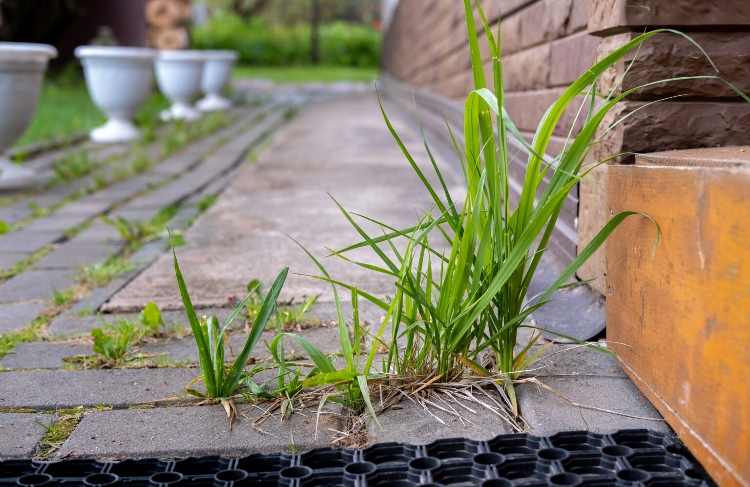 Fjerne ugress – Råd til effektiv luking | Plantinavia Norge