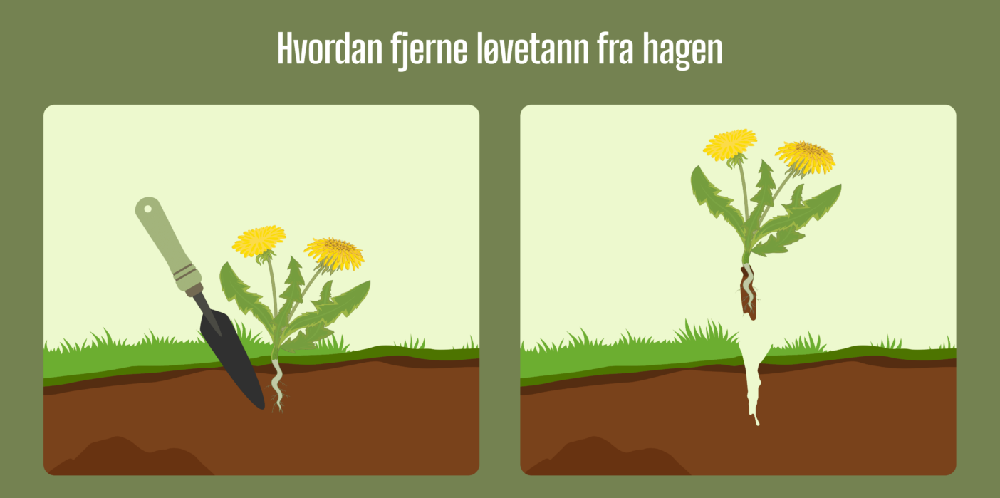 Fjerne ugress – Råd til effektiv luking | Plantinavia Norge