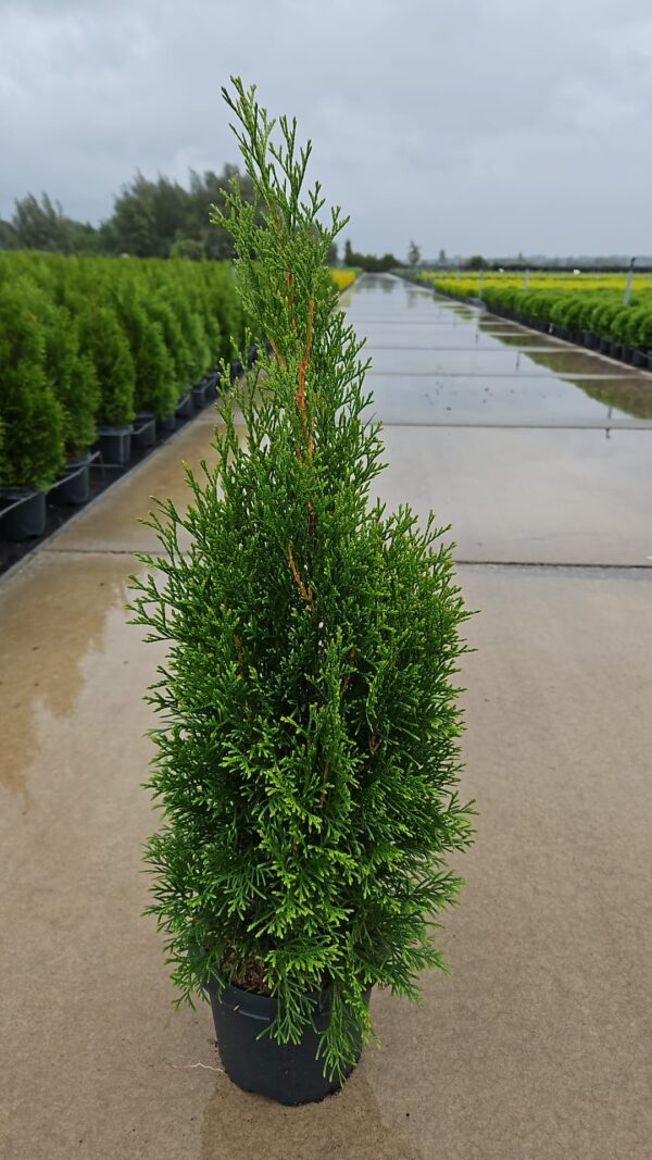 Tuja King of Brabant 80cm Outlet | Plantinavia