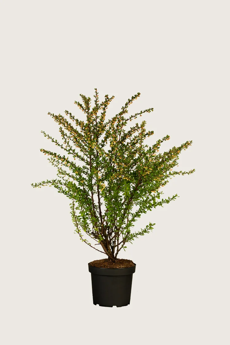 30cm Grenet | Plantinavia