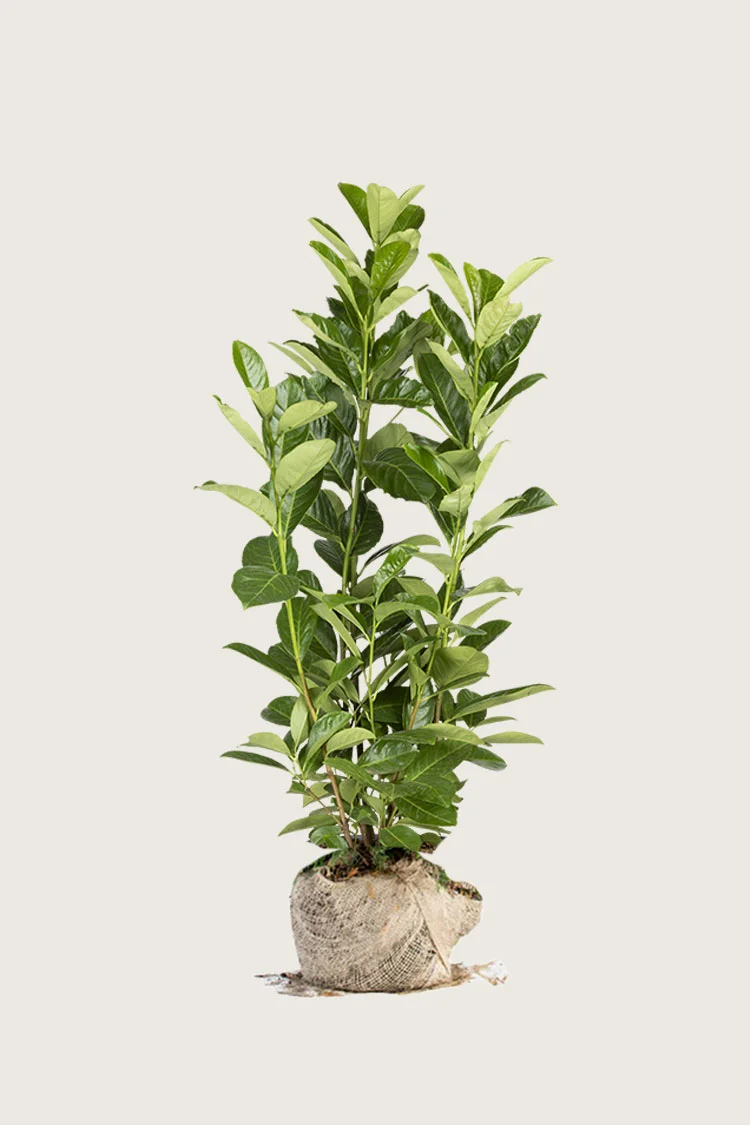 150cm Grenet | Plantinavia